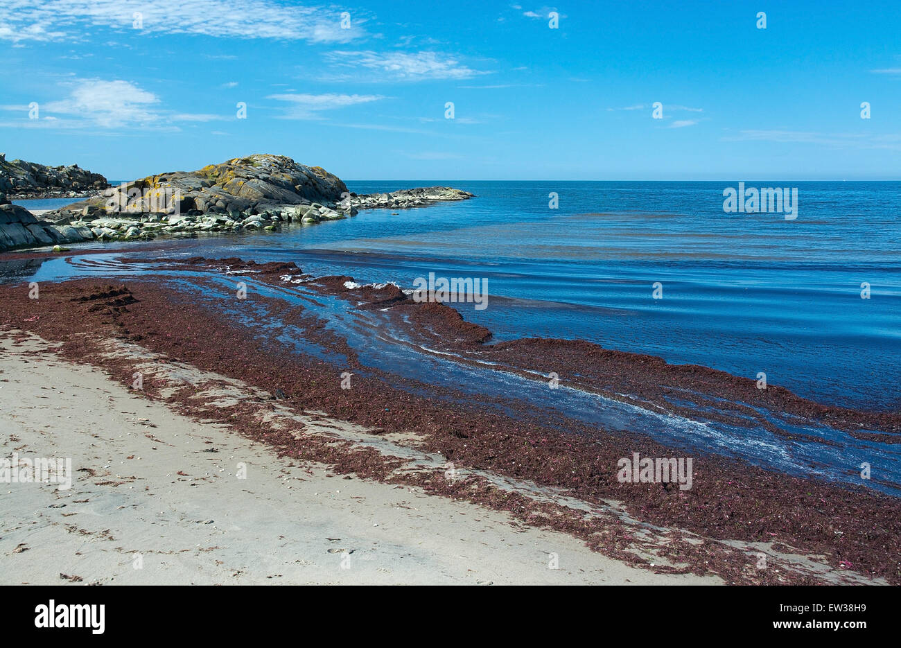 Seaweed on sandy beach in Skrea, Falkenberg, Sweden in June Stock Photo ...