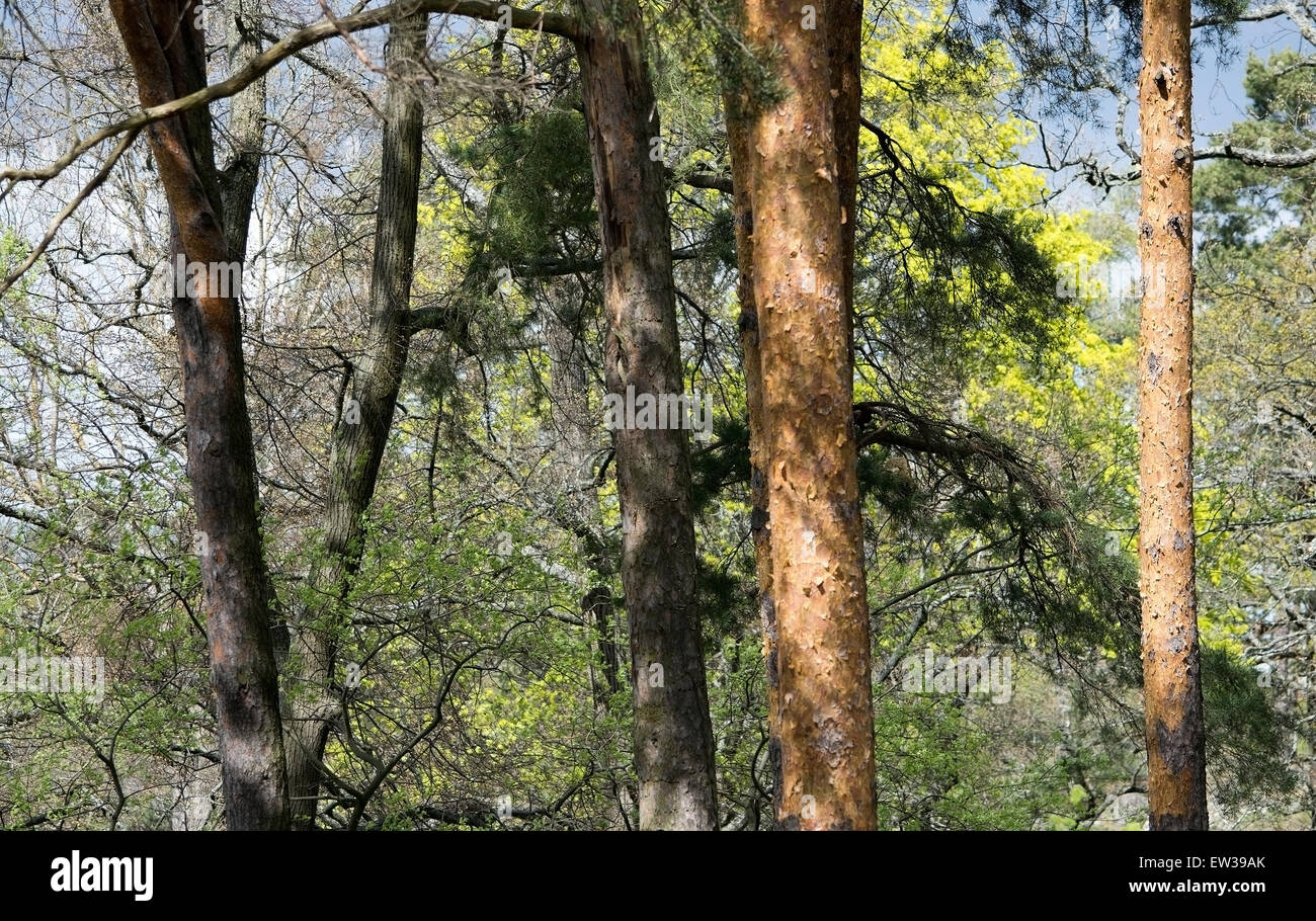 Forest tree trunks closeup in sunlight, Sweden in May Stock Photo - Alamy