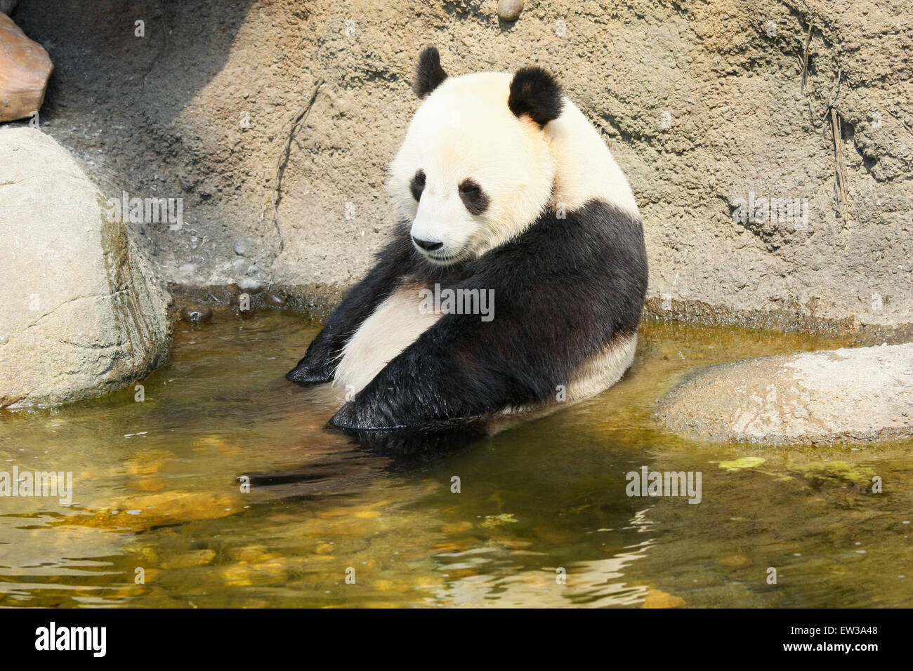 Panda In Water