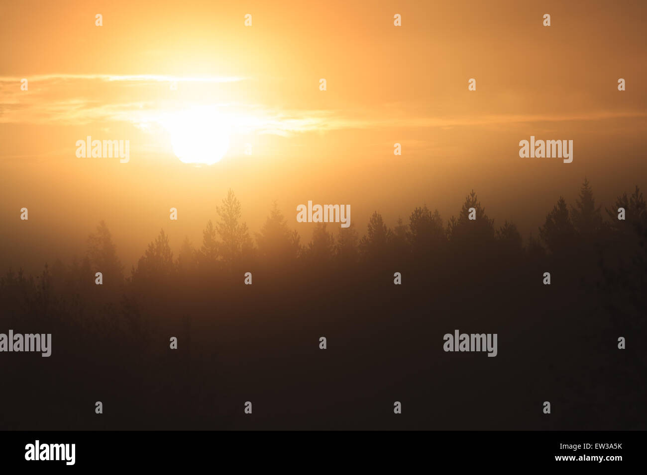 Sun over forest hi-res stock photography and images - Alamy