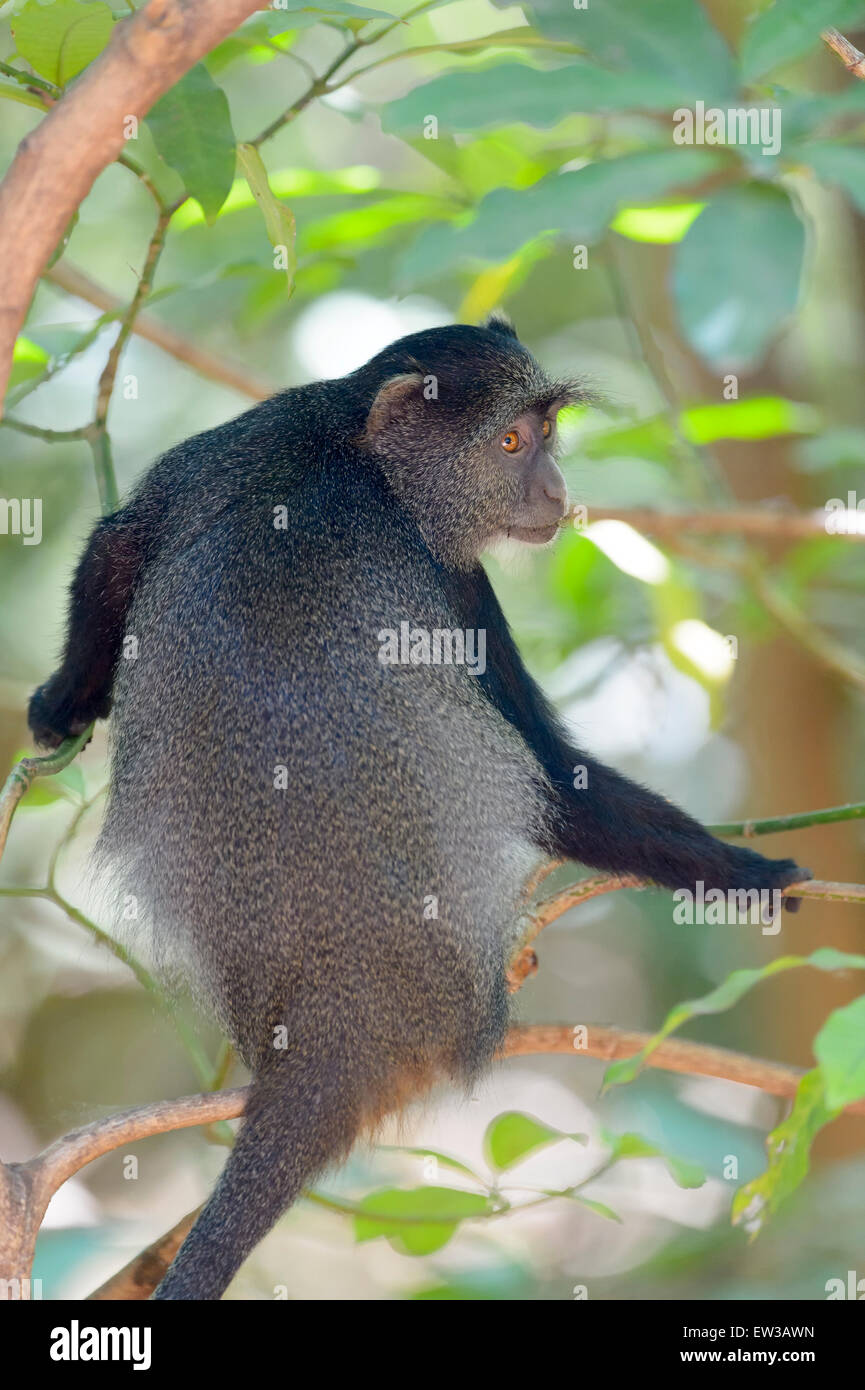 Cercopithecus High Resolution Stock Photography and Images - Alamy