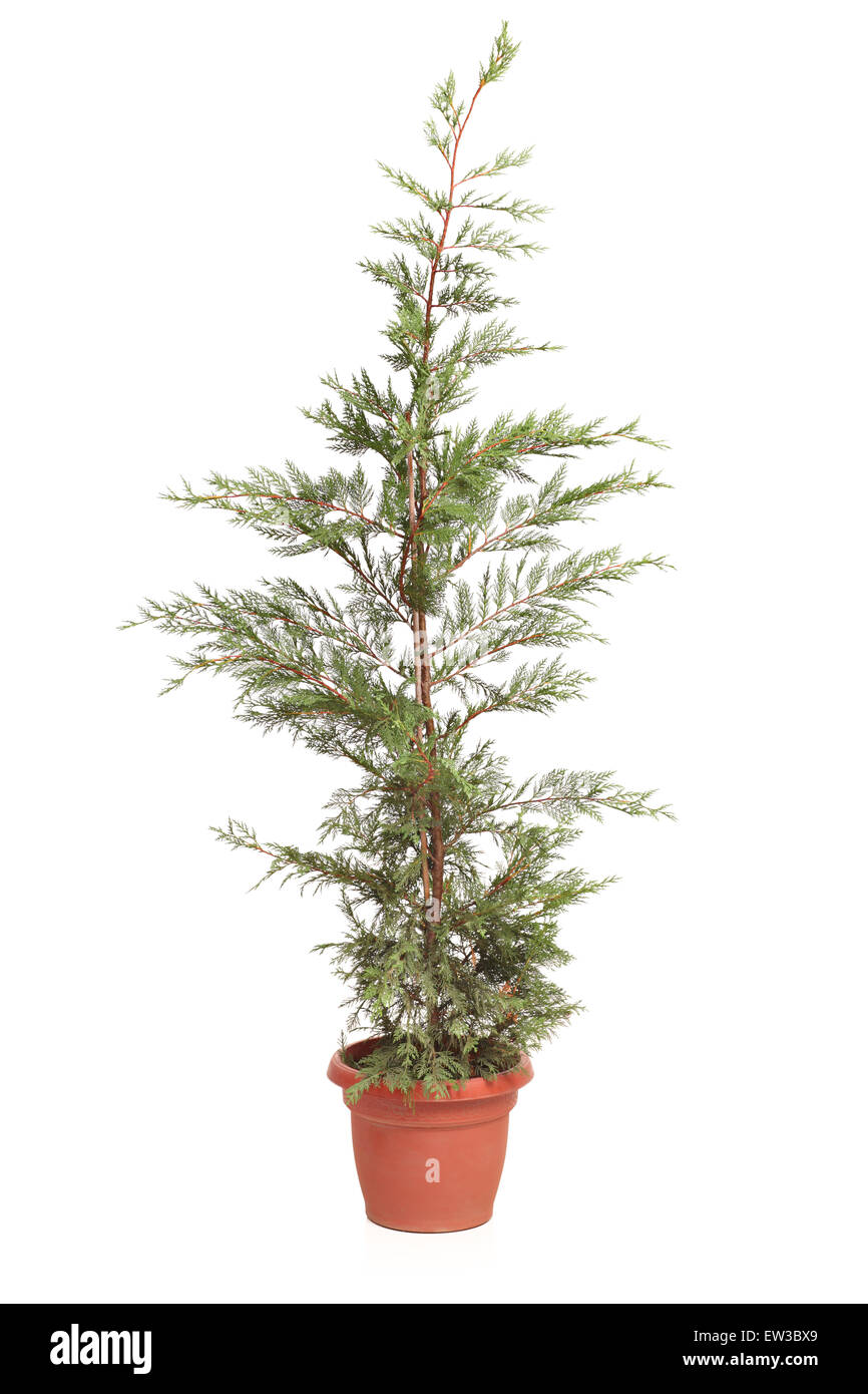 Vertical shot of a Potted Leyland Cypress evergreen tree isolated on ...