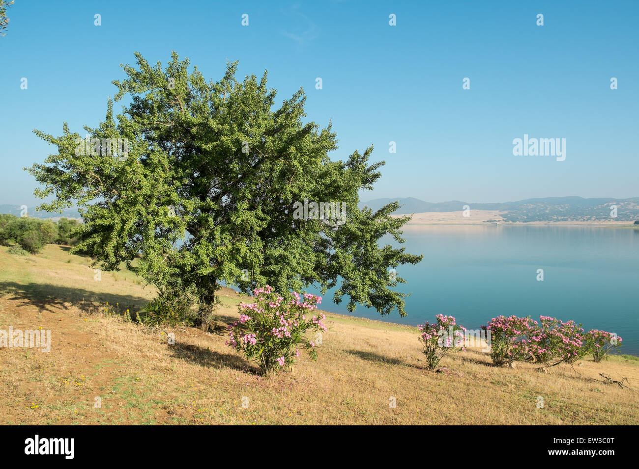 Cork oak trees dotting the landscape in central Andalusia, Spain Stock ...
