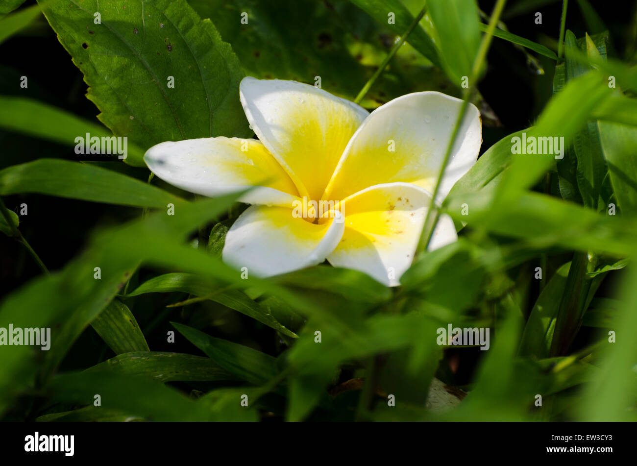 The Fallen Flower Stock Photo - Alamy