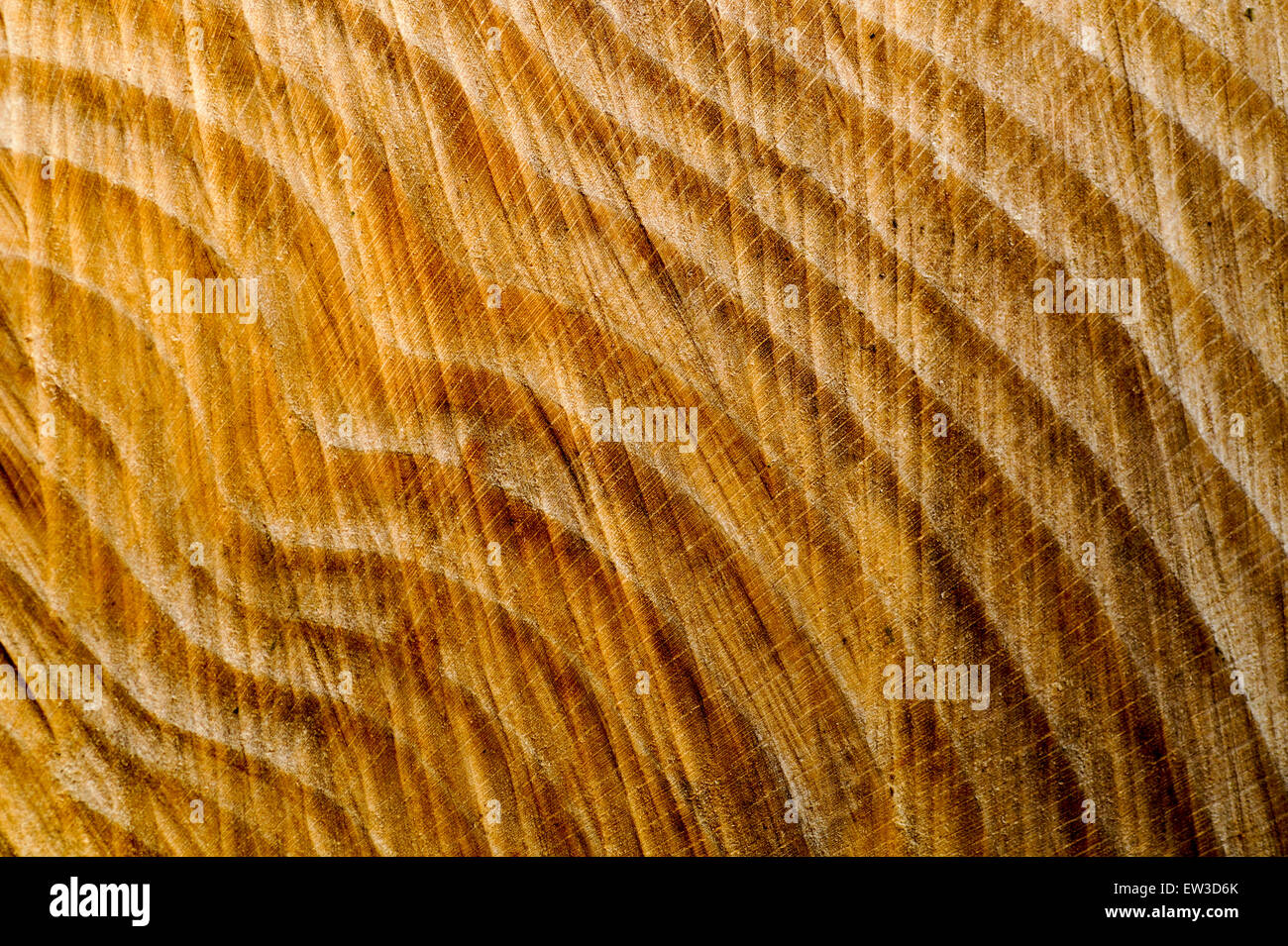 Tree stump texture with growth rings, background Stock Photo - Alamy