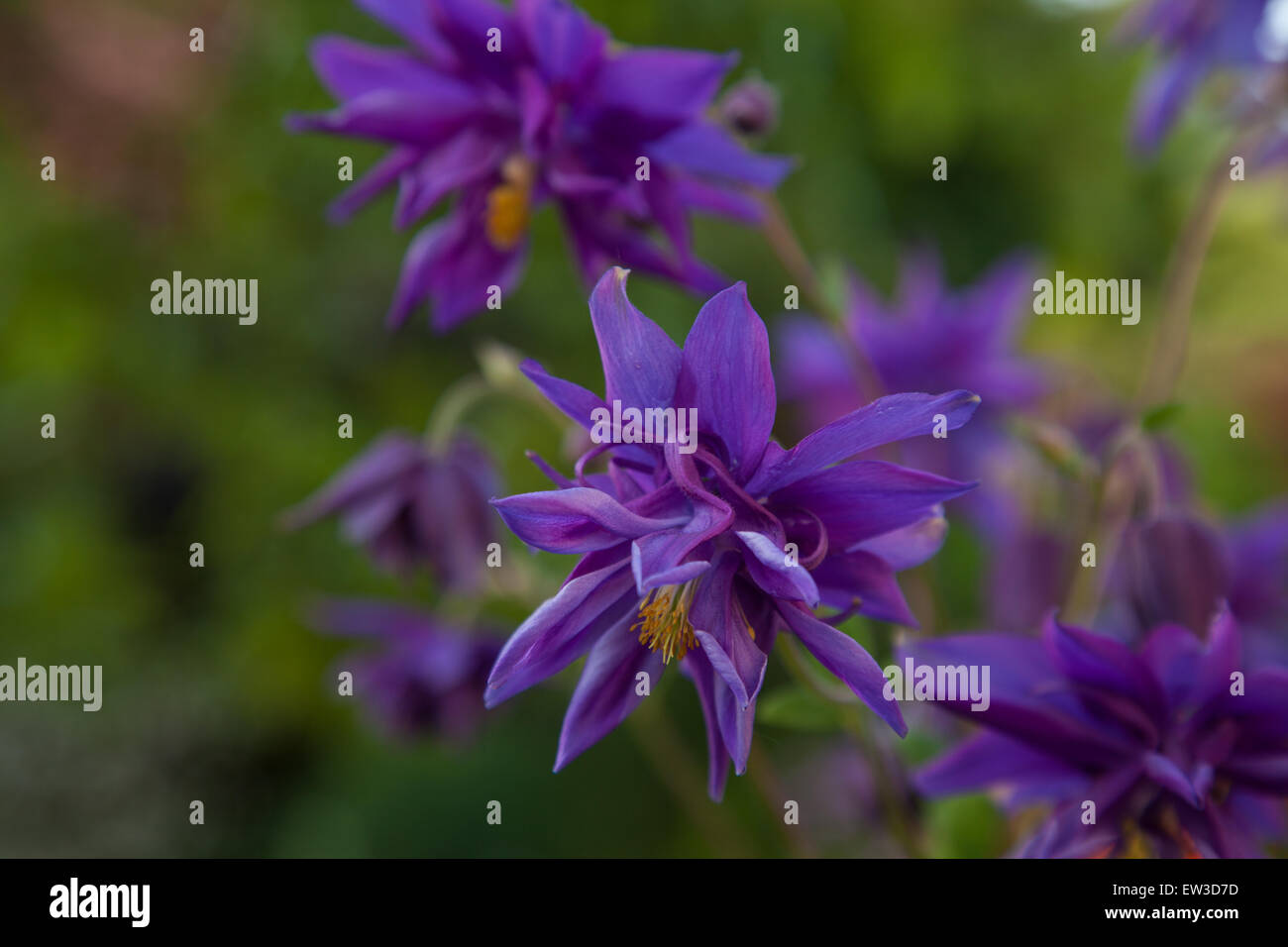 Uk purple wildflowers hi-res stock photography and images - Alamy