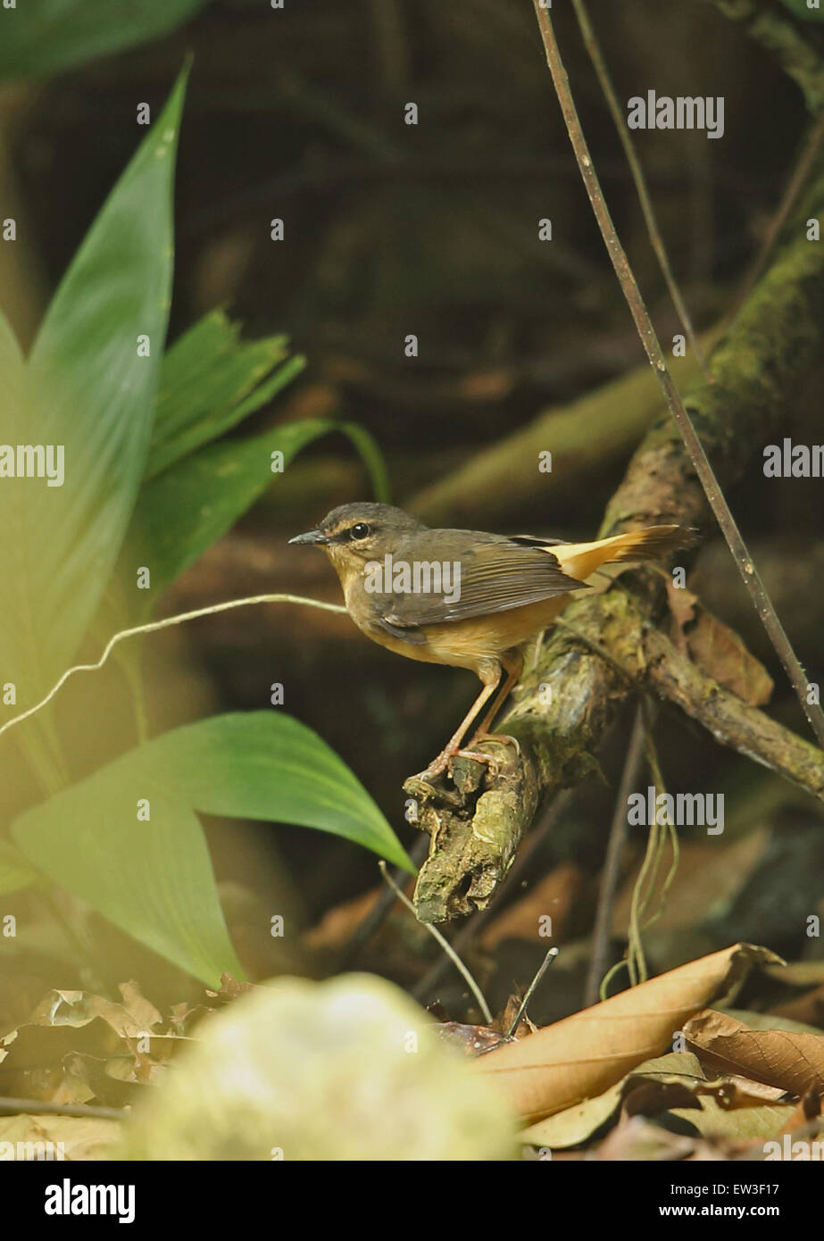 Buff-rumped Warbler (Basileuterus fulvicauda) adult, perched on dead ...