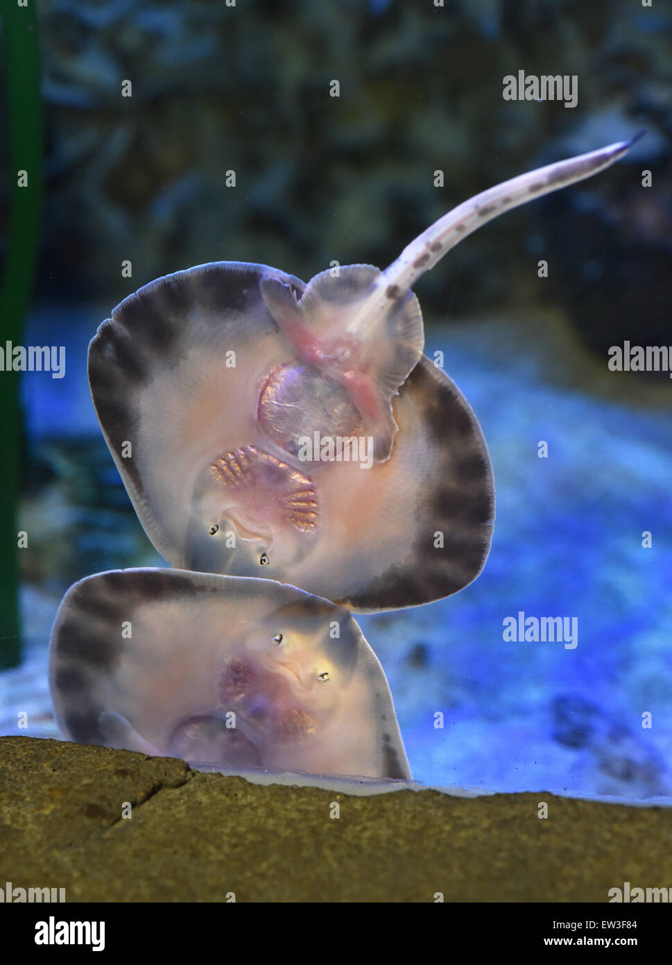 Berlin, Germany. 17th June, 2015. Two palm-sized baby rays can be seen ...