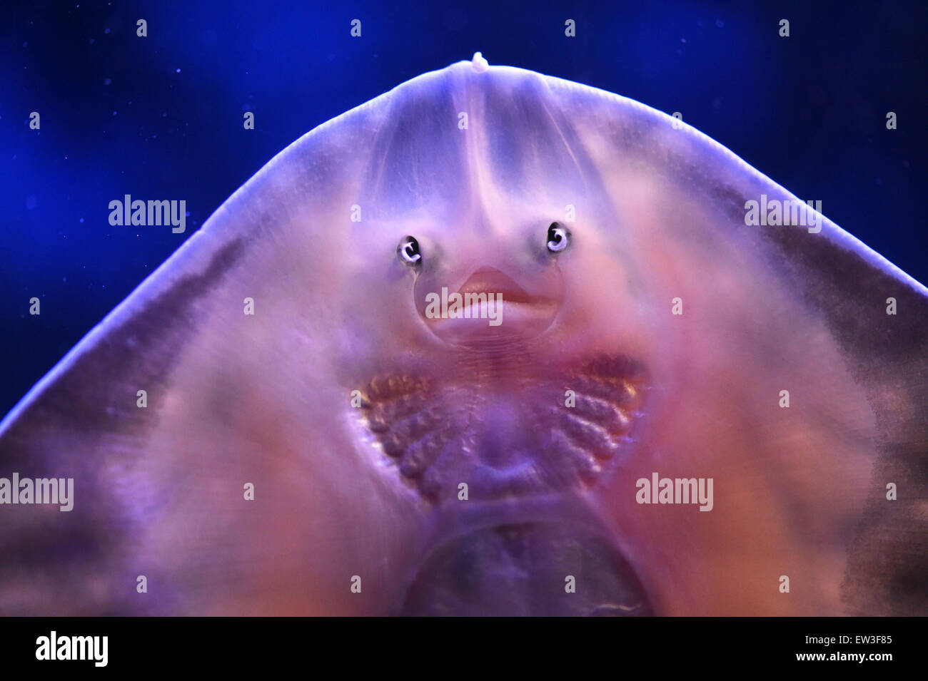 Berlin, Germany. 17th June, 2015. A palm-sized baby ray can be seen in ...