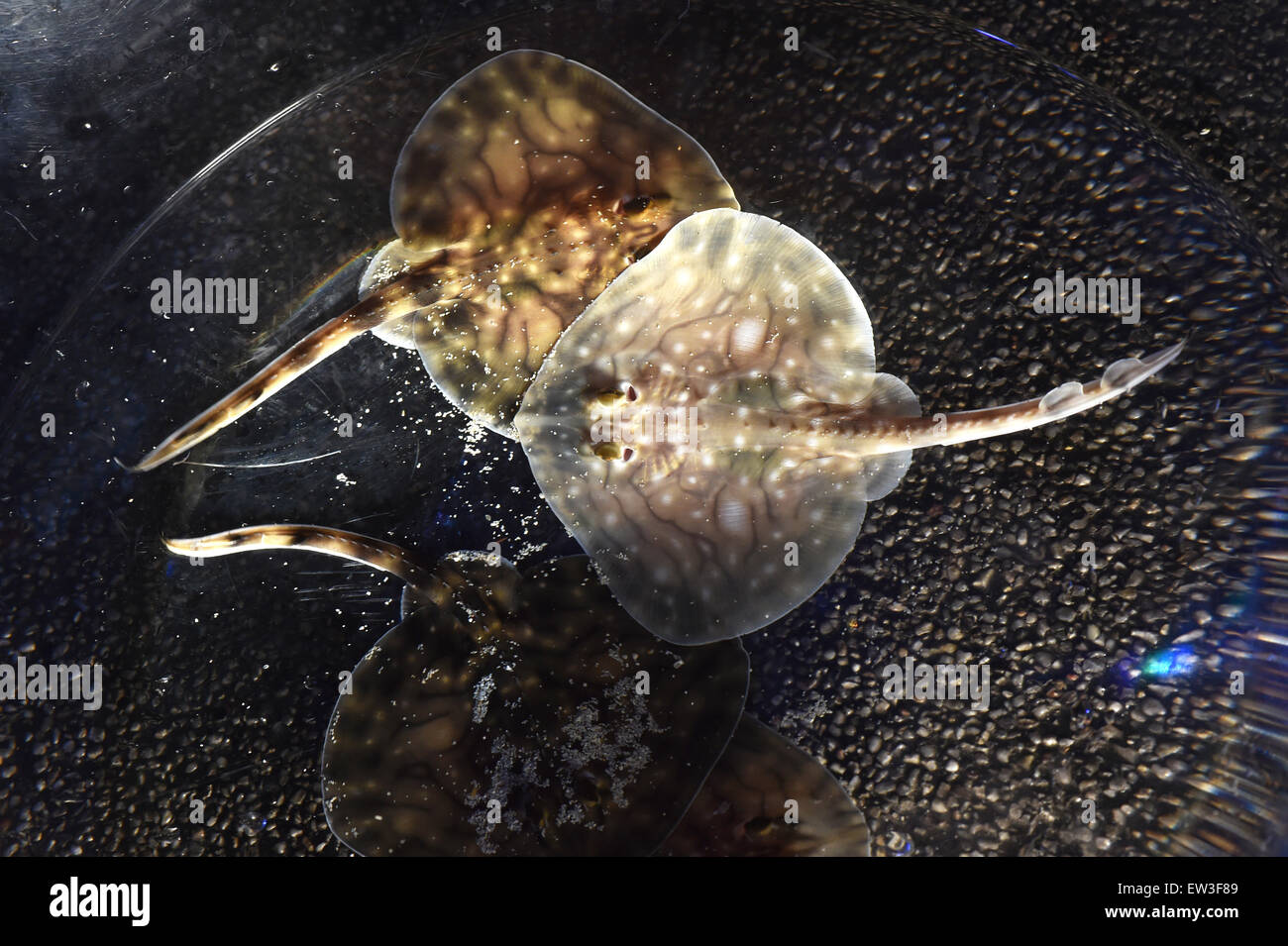Berlin, Germany. 17th June, 2015. Palm-sized baby rays can be seen in ...