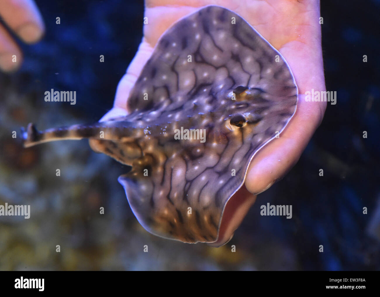 Berlin, Germany. 17th June, 2015. A palm-sized baby ray can be seen in ...