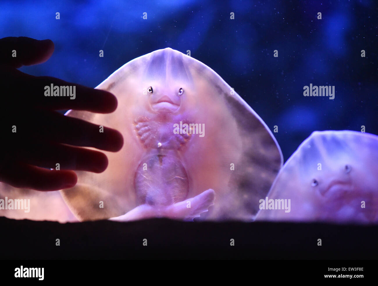 Aquadom sea life berlin hi-res stock photography and images - Alamy