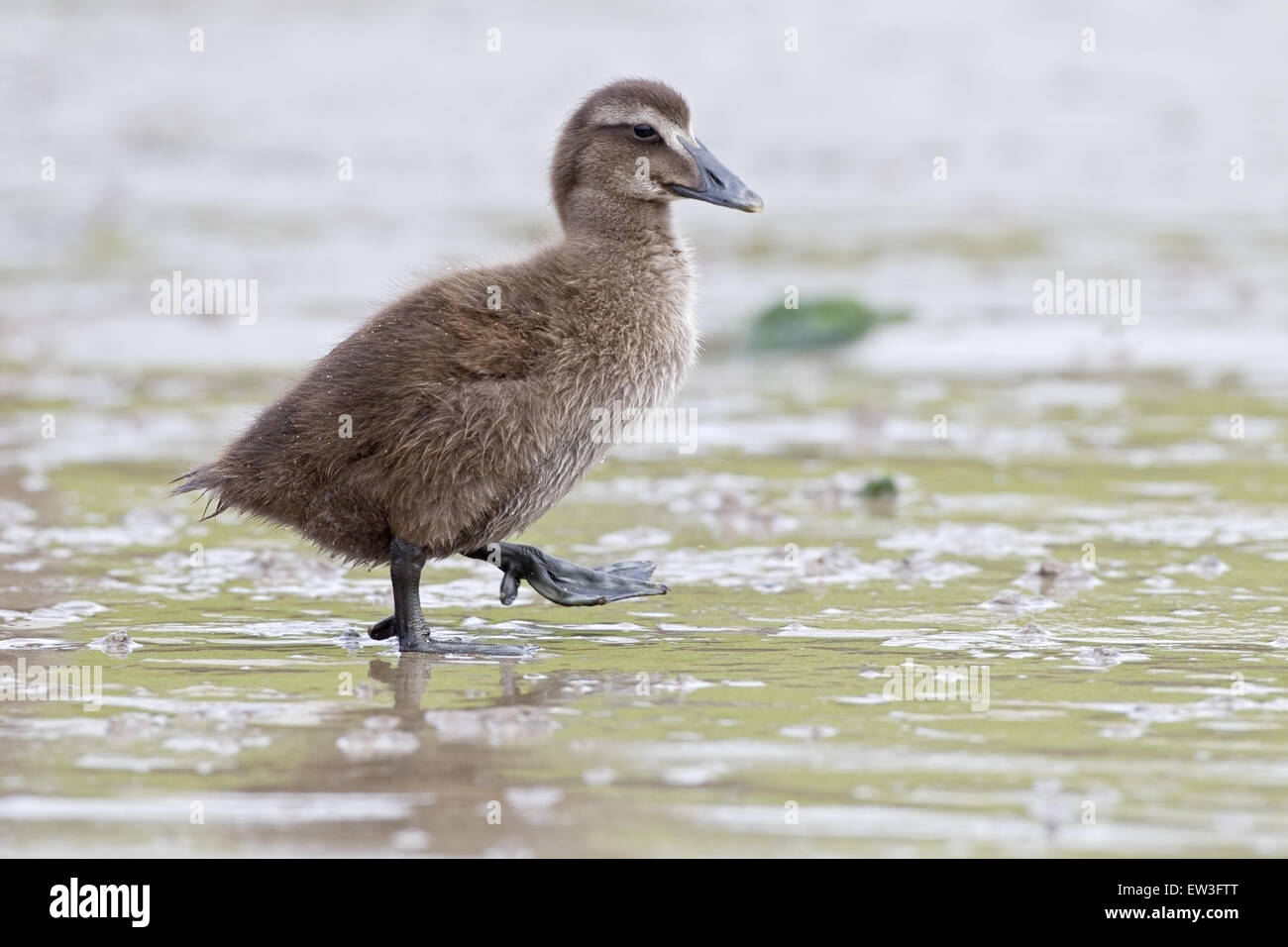 Common Eider (Somateria mollissima) duckling, walking on shoreline ...