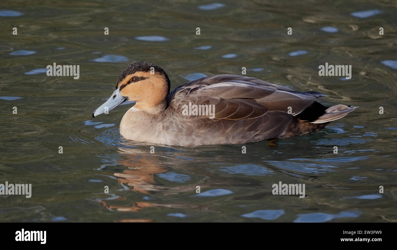 Philippine Duck (Anas luzonica) adult, swimming (captive Stock Photo ...