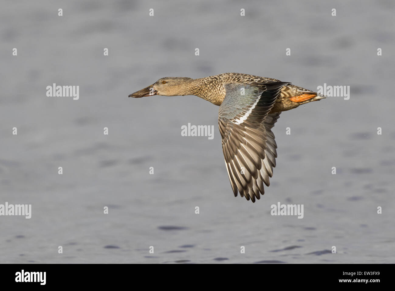 Female northern shoveler in flight hi-res stock photography and images - Alamy