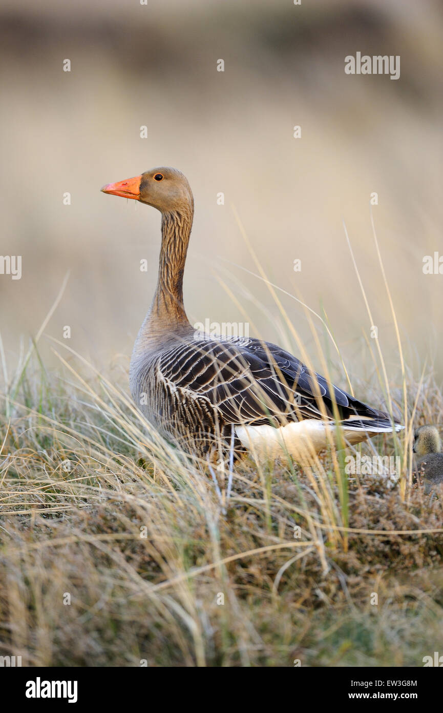 Dutch goose hi-res stock photography and images - Alamy