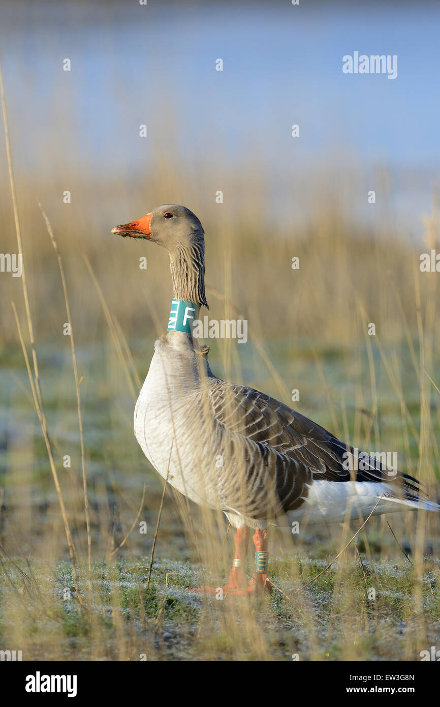 Greylag Goose (Anser anser) adult, with identification neck collar ...