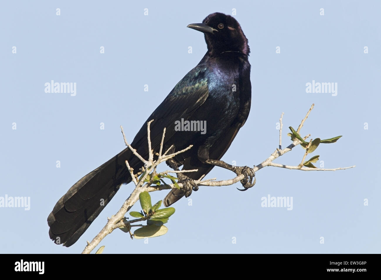 Boat-tailed Grackle (Quiscalus major) adult male, perched on twig ...