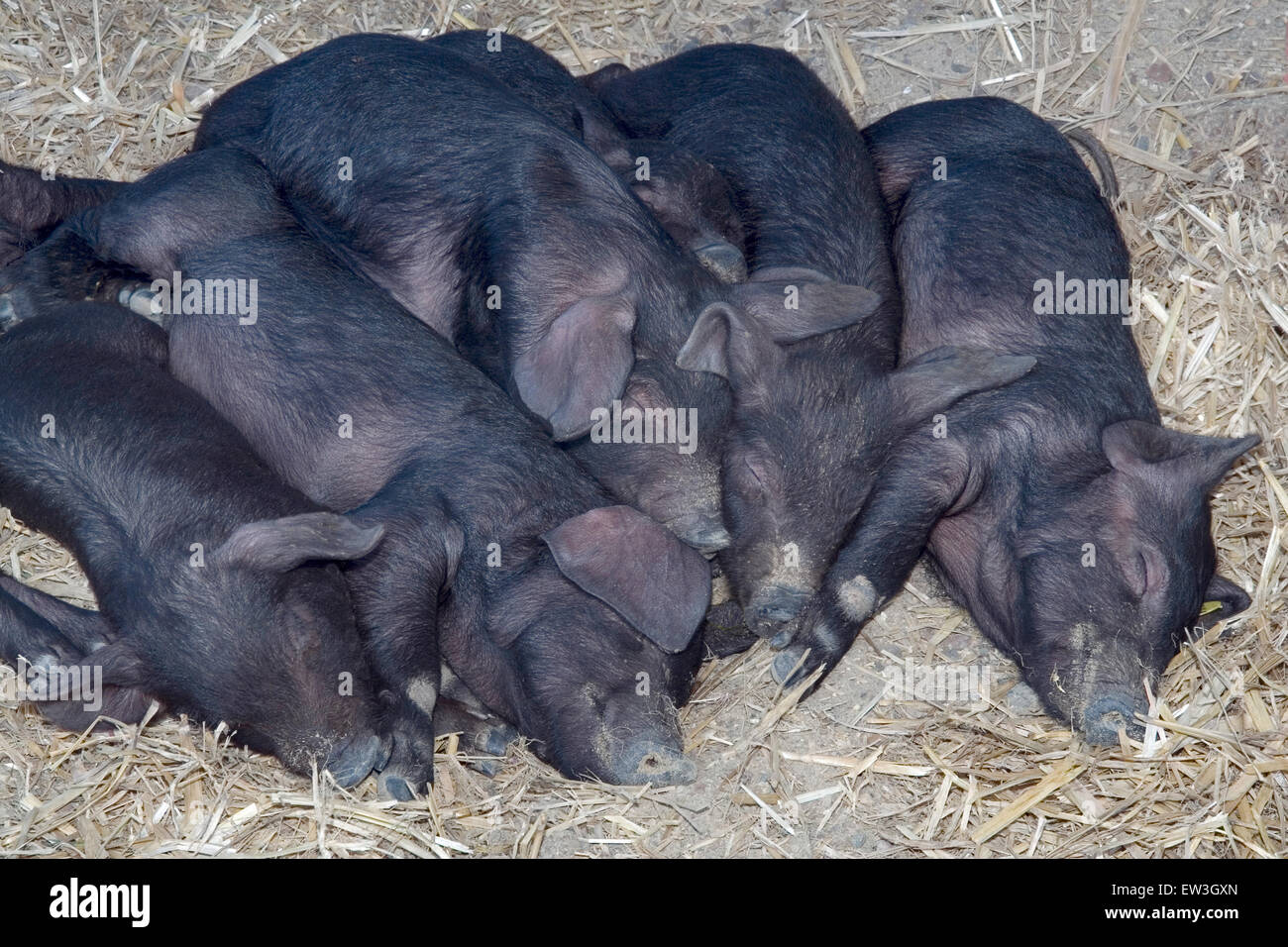 Muddy pigs pig sty hi-res stock photography and images - Alamy