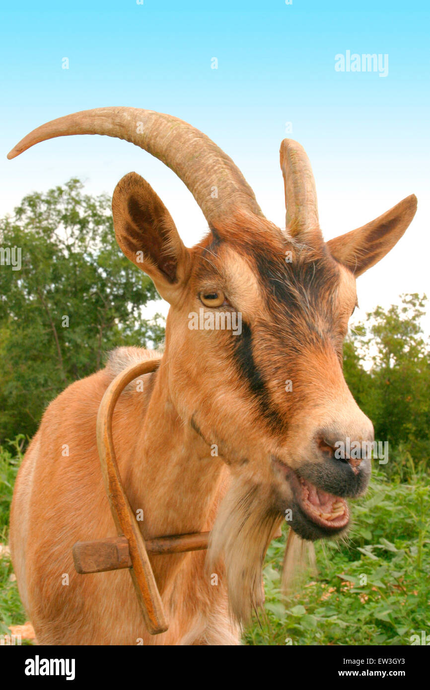 Goat face hi-res stock photography and images - Alamy