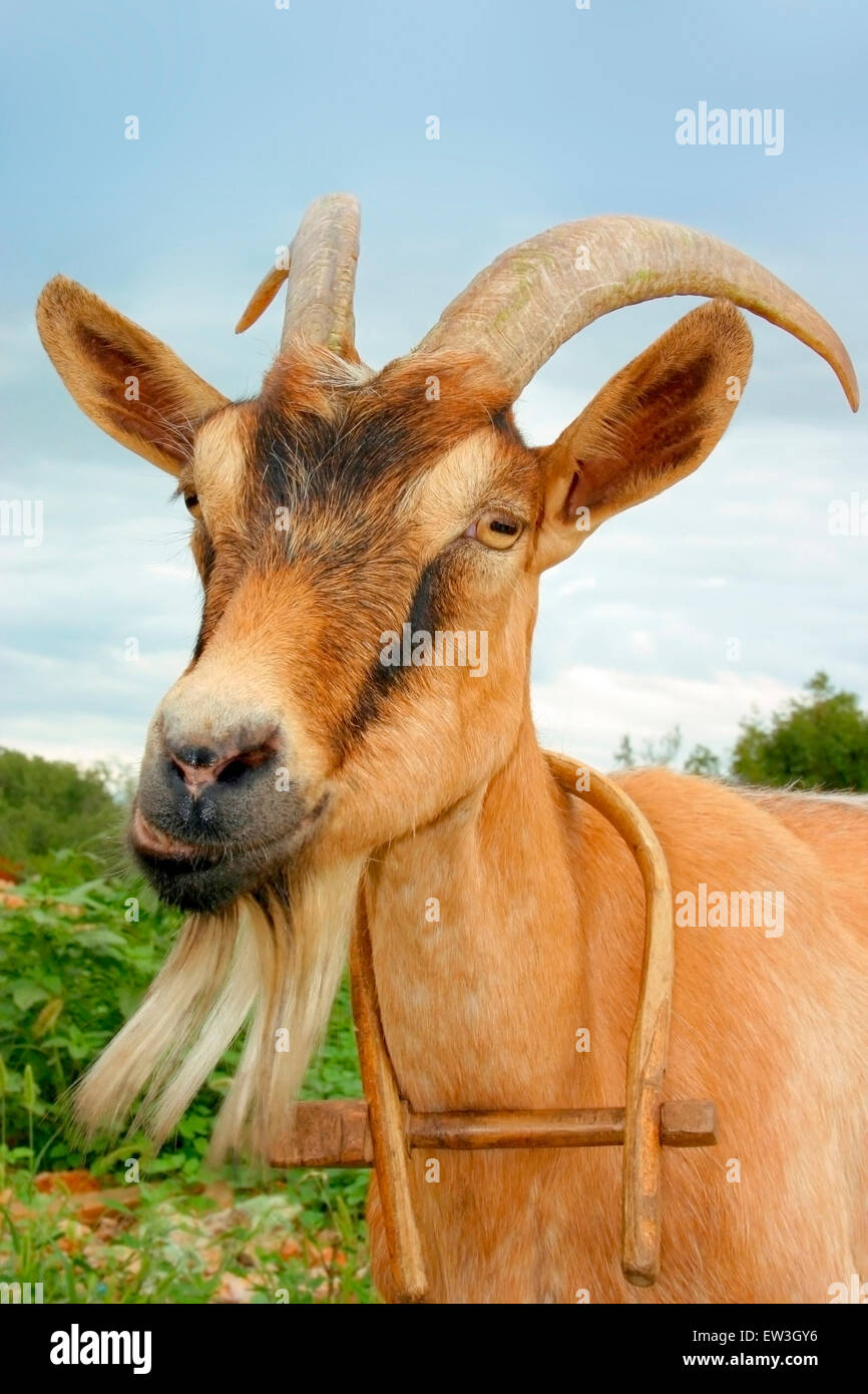 Goat pose hi-res stock photography and images - Alamy