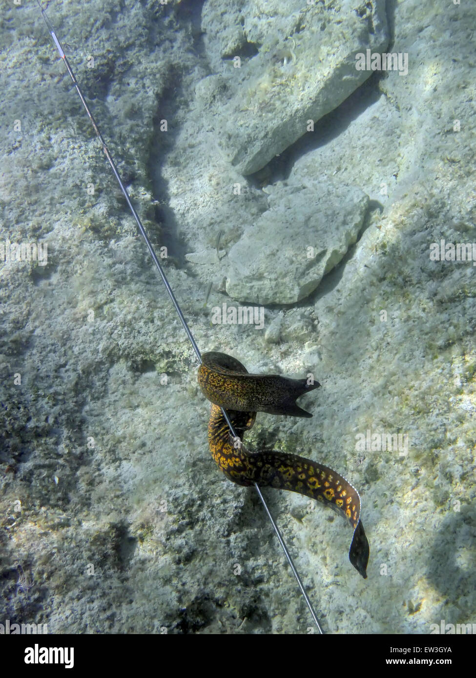 Mediterranean moray (Muraena Helena Stock Photo - Alamy