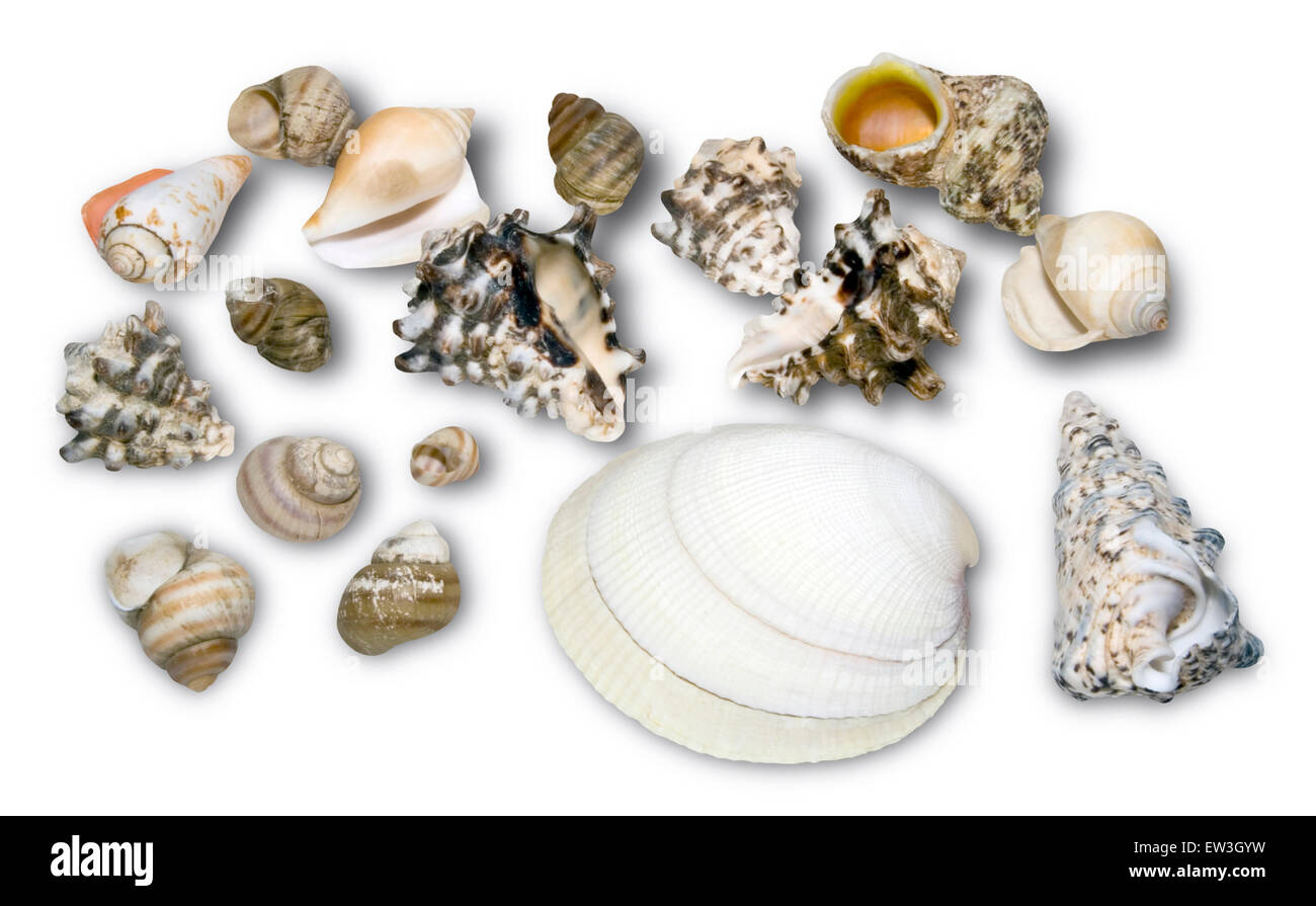 Shell diversity hi-res stock photography and images - Alamy