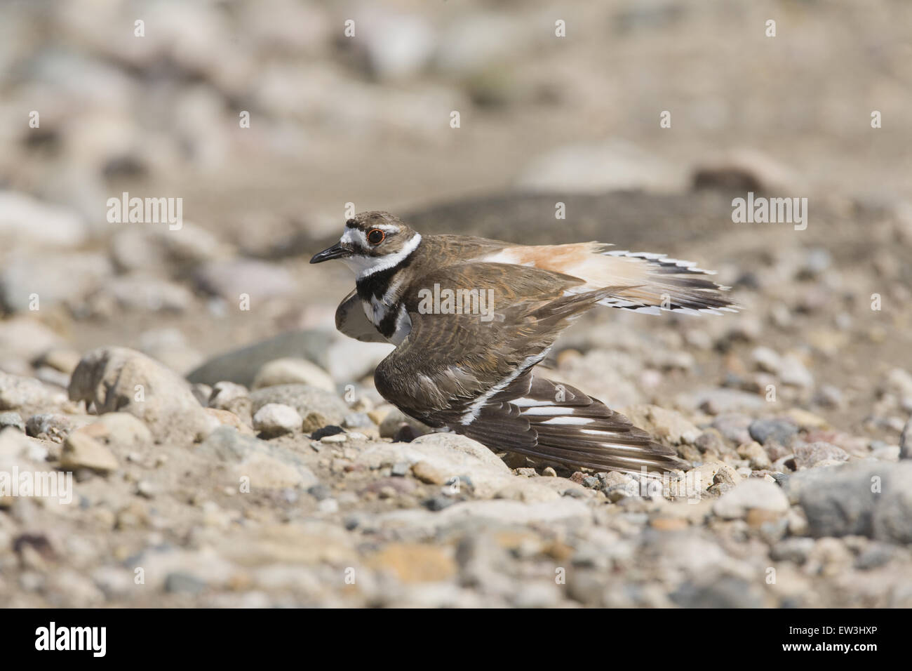 Bird broken wing display hi-res stock photography and images - Alamy