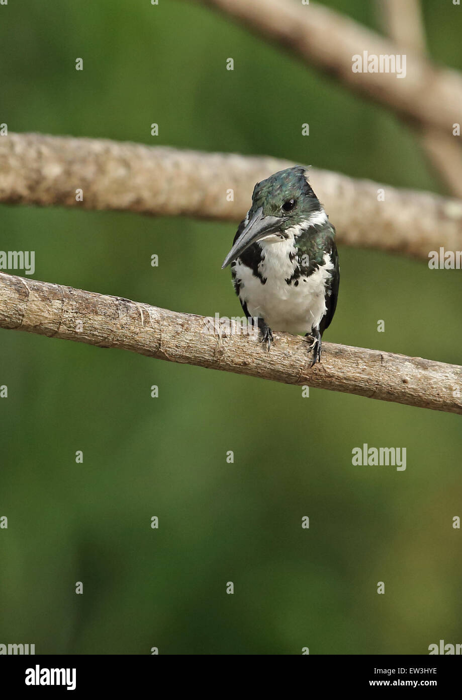 Amazon kingfisher female hi-res stock photography and images - Alamy