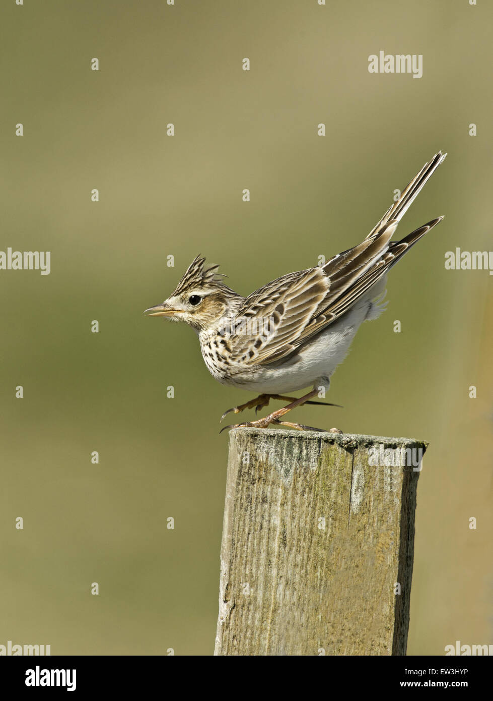 Eurasian skylarks singing hi-res stock photography and images - Alamy