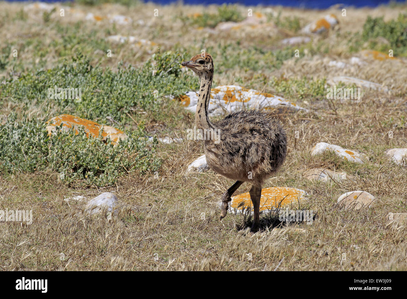 Fynbos birds hi-res stock photography and images - Alamy