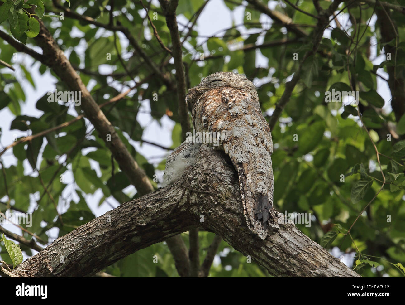 Great Potoo (Nyctibius grandis grandis) adult with chick, perched on ...