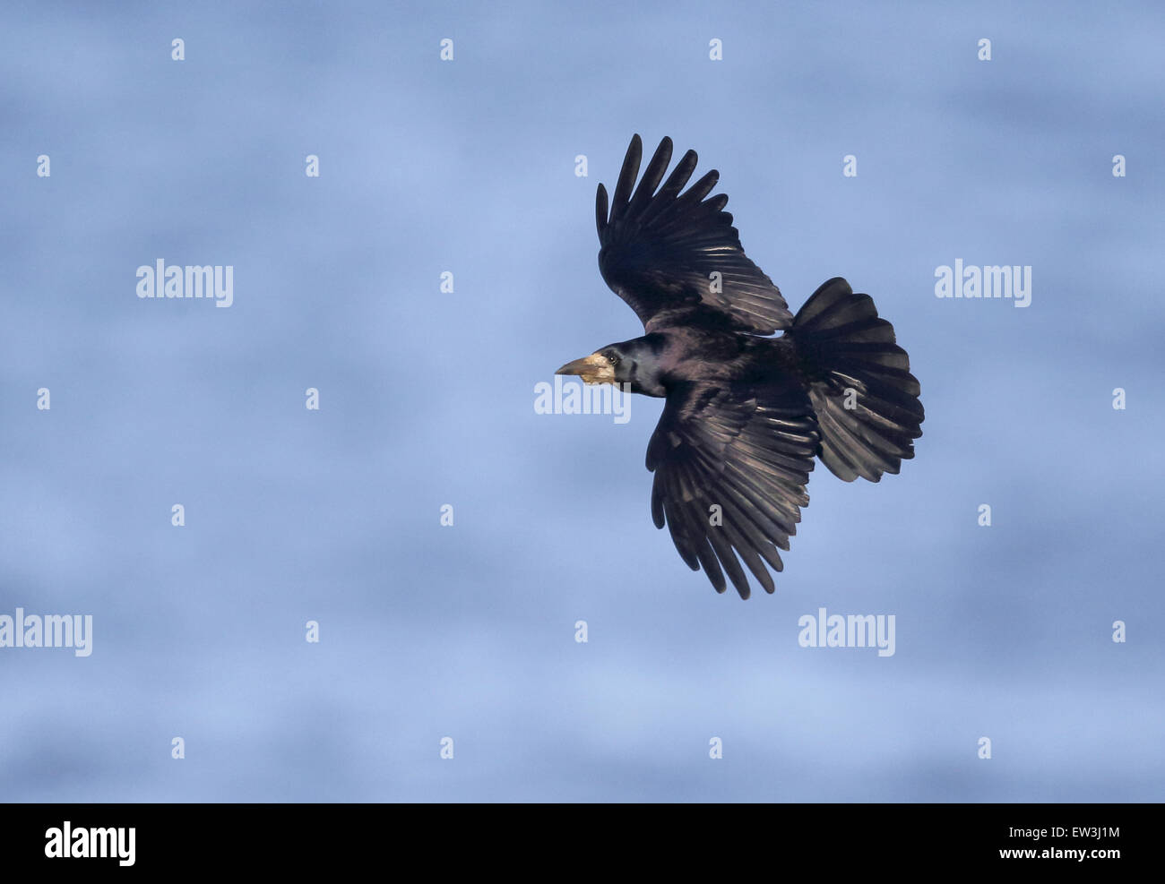 Rook (Corvus frugilegus) adult, in flight, Northumberland, England, May ...