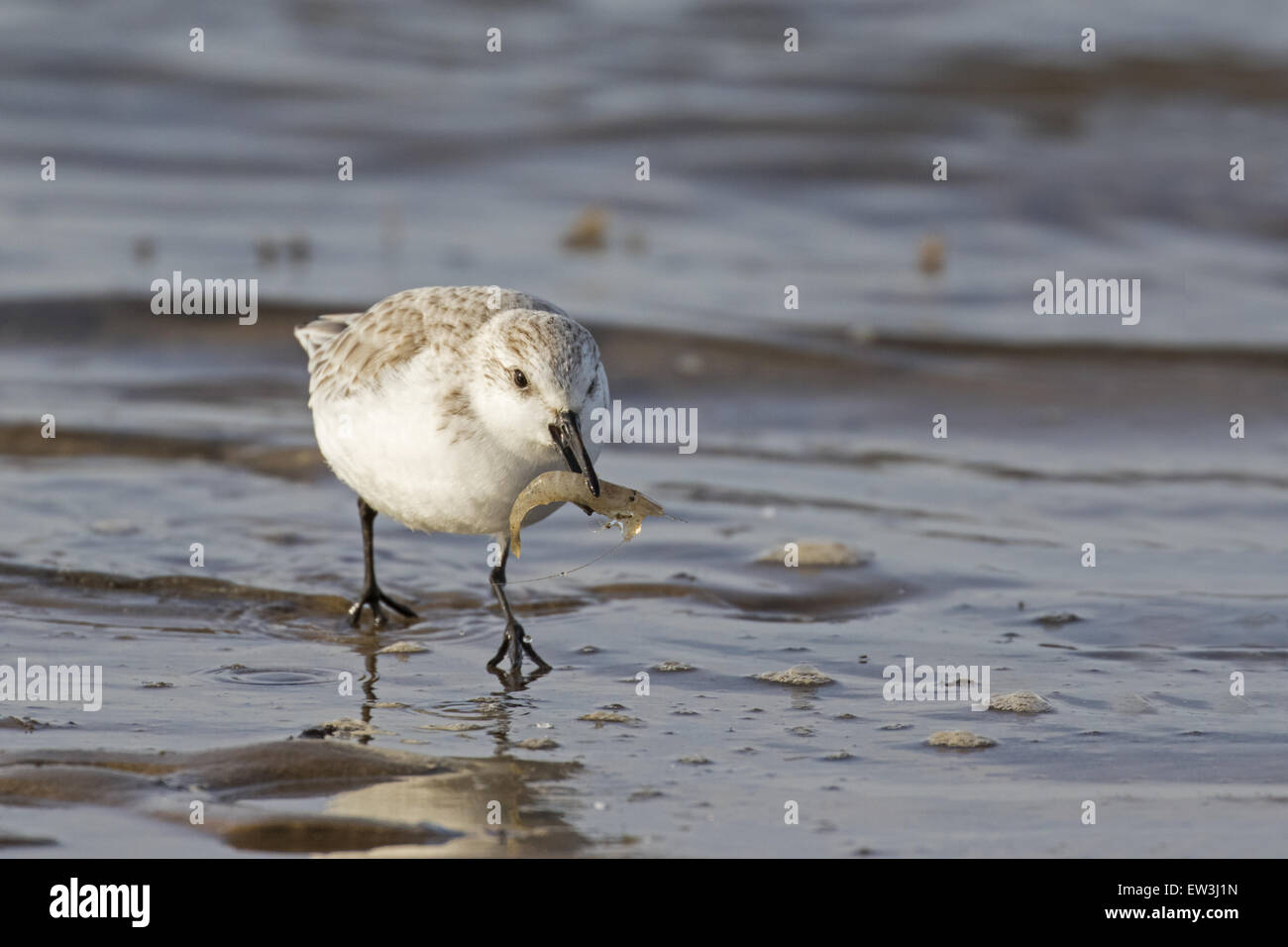 Sanderling (Calidris alba) adult, non-breeding plumage, with prawn in ...
