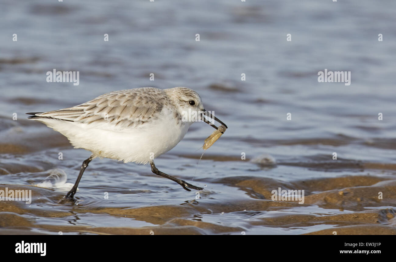 Sanderling (Calidris alba) adult, non-breeding plumage, with prawn in ...