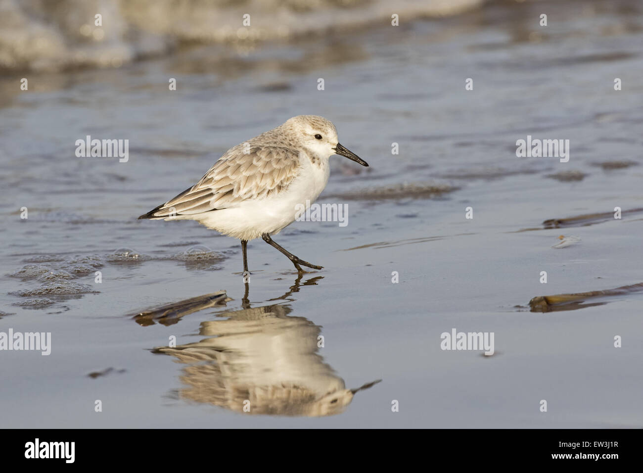 Sanderling (Calidris alba) adult, non-breeding plumage, standing on ...