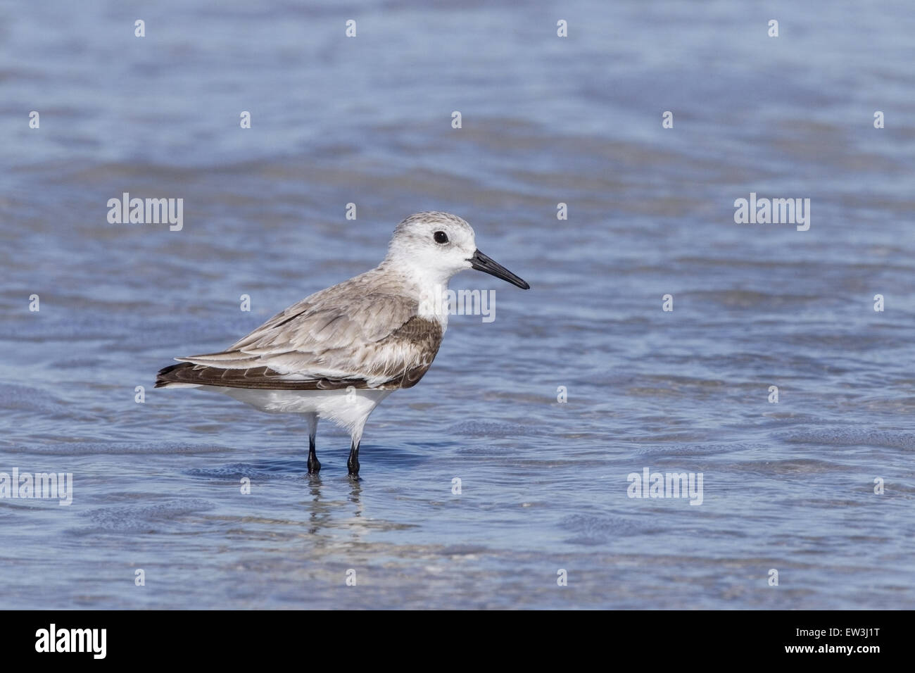 Sanderling (Calidris alba) adult, non-breeding plumage, foraging in ...