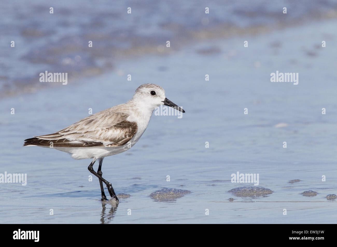 Sanderling (Calidris alba) adult, non-breeding plumage, foraging on ...