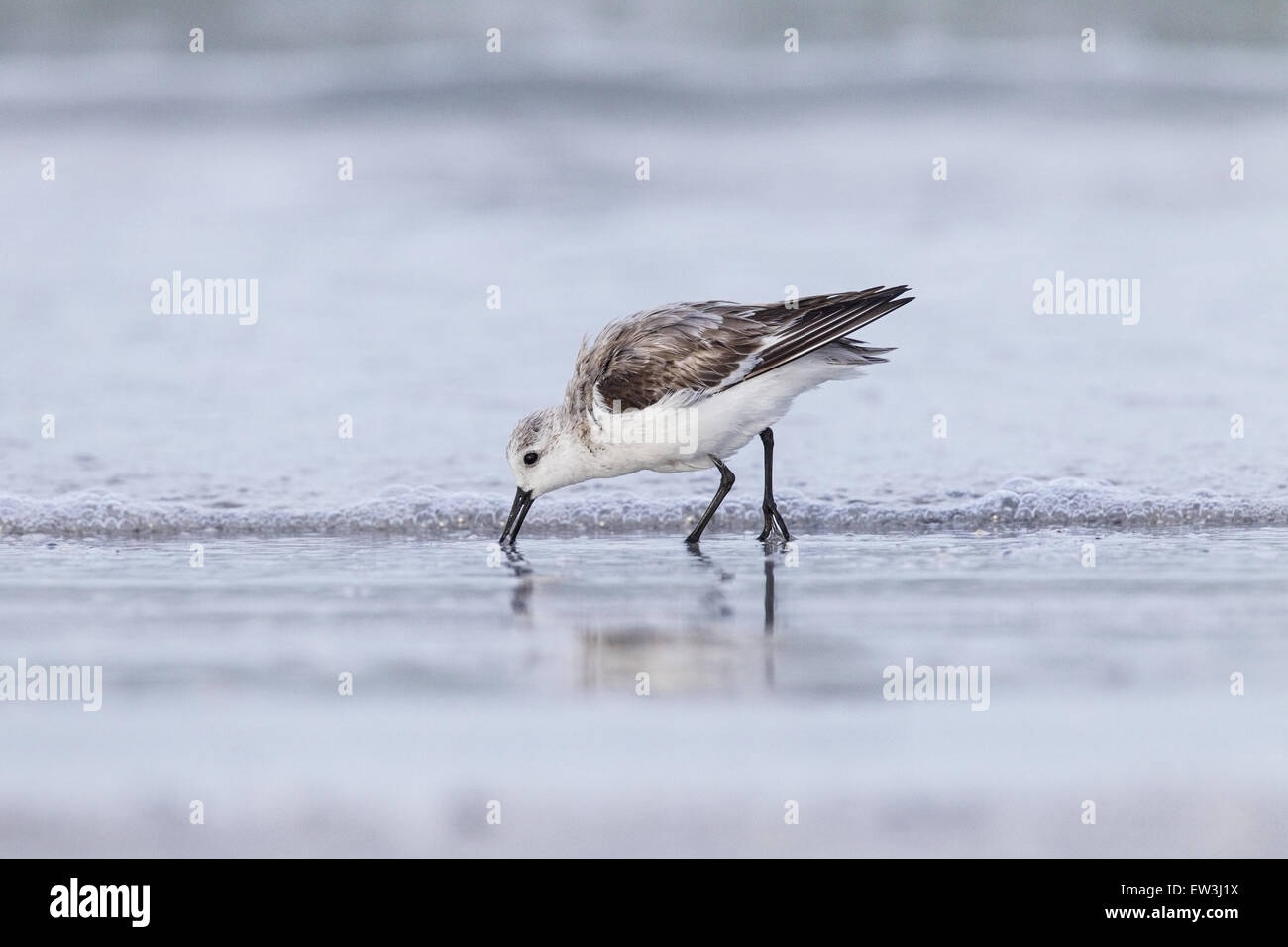 Sanderling (Calidris alba) adult, non-breeding plumage, feeding on ...