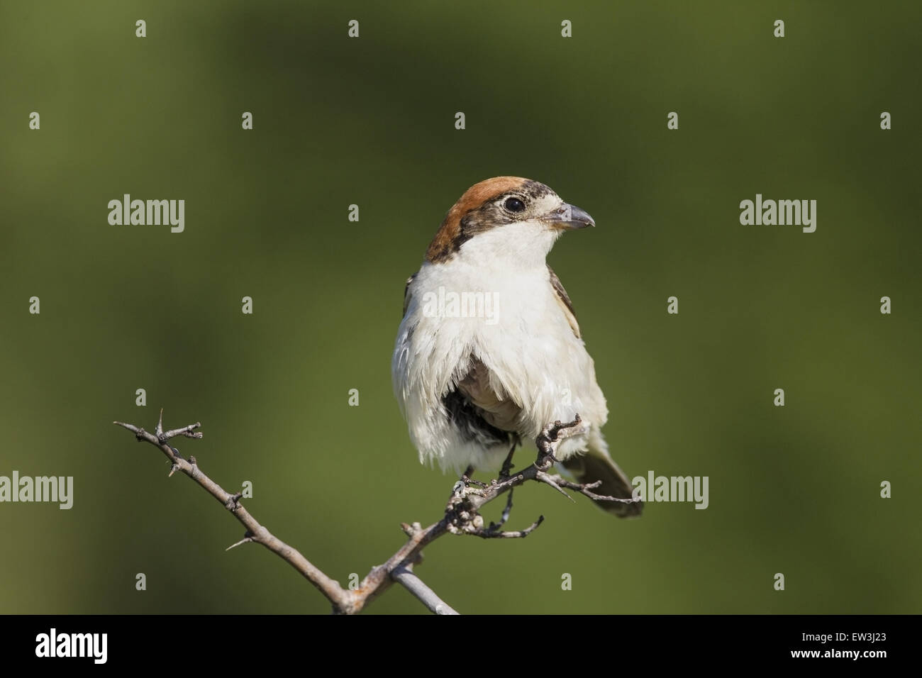 Woodchat Shrike (Lanius senator) adult female, showing brood patch ...