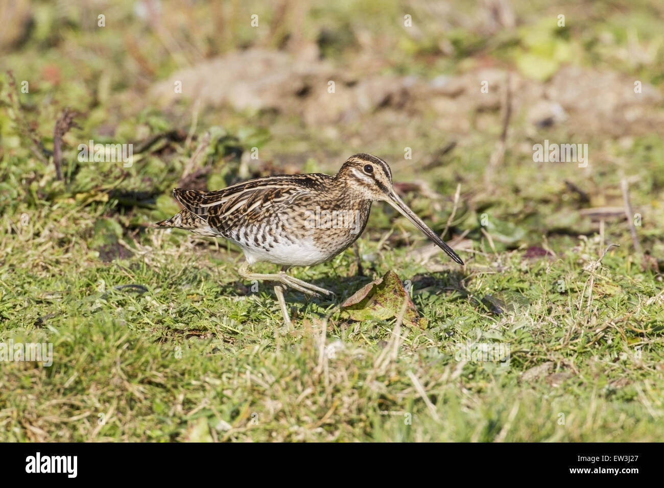 Common Snipe (Gallinago gallinago) adult, foraging on short vegetation ...
