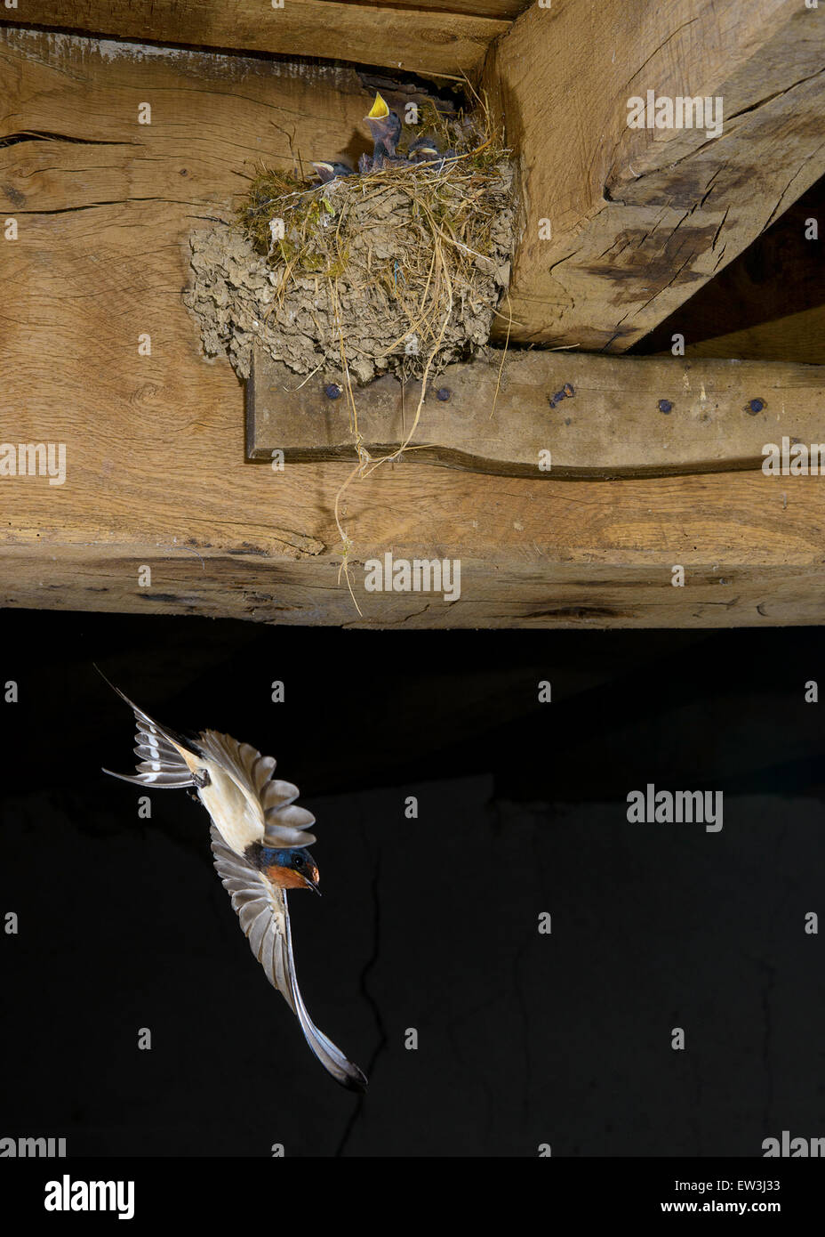 Swooping swallows hi-res stock photography and images - Alamy