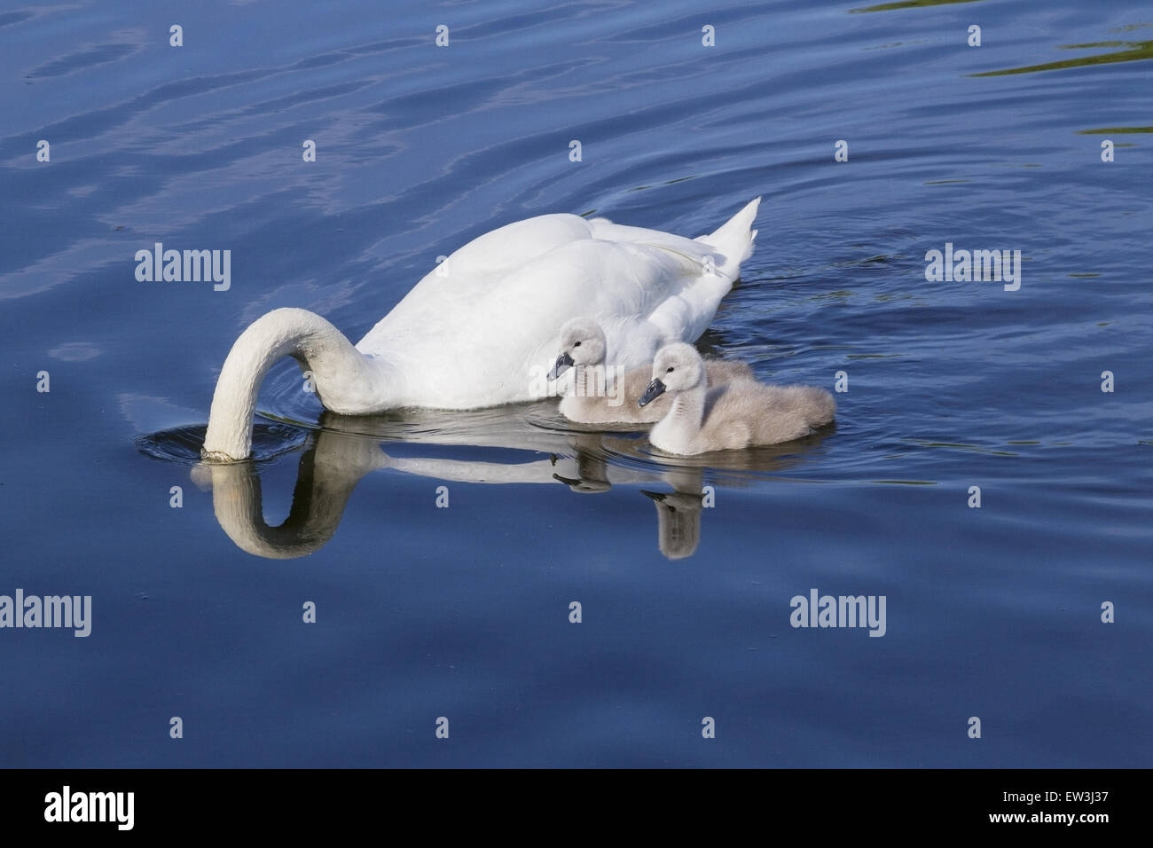 Mute Swan (Cygnus olor) adult male with two cygnets, male with head submerged, swimming ...