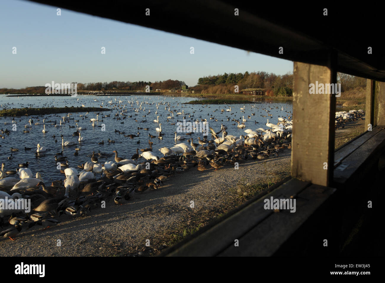 Whooper Swan (Cygnus cygnus), Greylag Goose (Anser anser) and Mallard ...