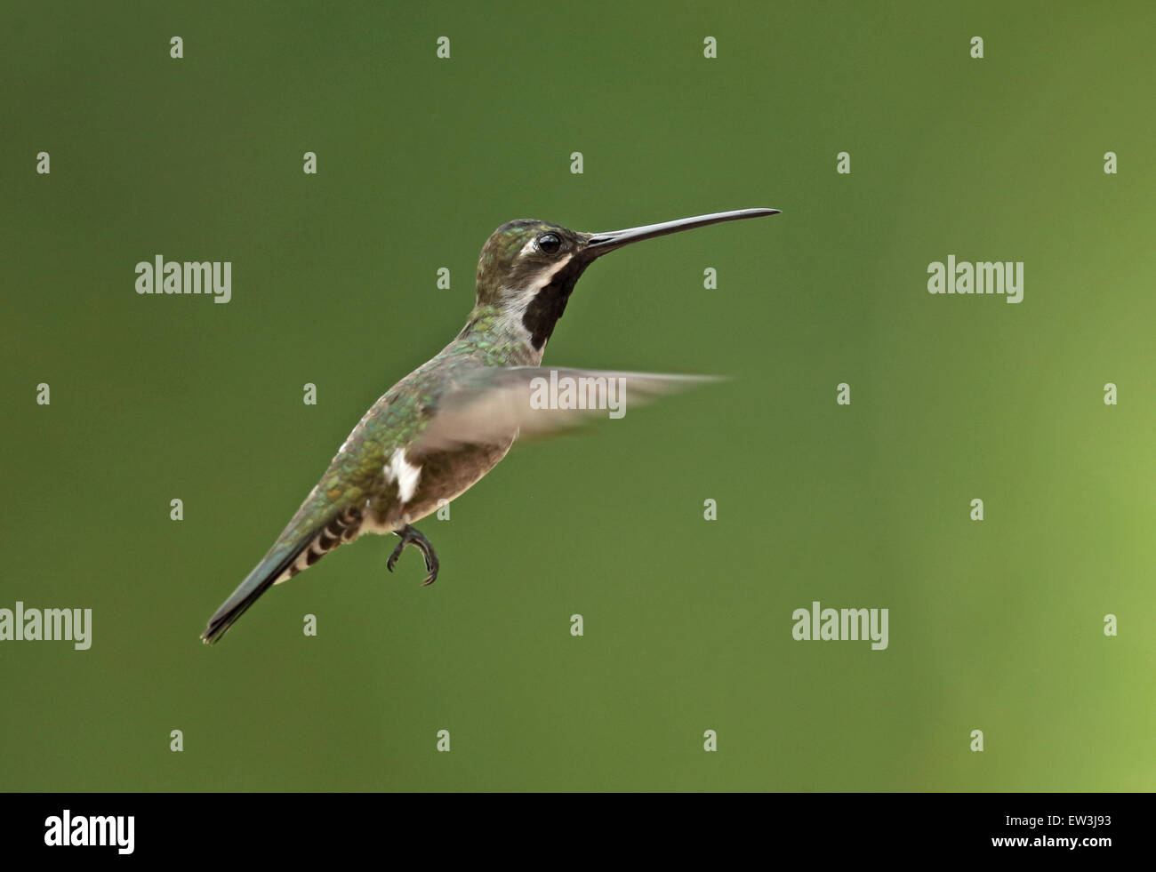 Long-billed Starthroat (Heliomaster longirostris longirostris) adult ...