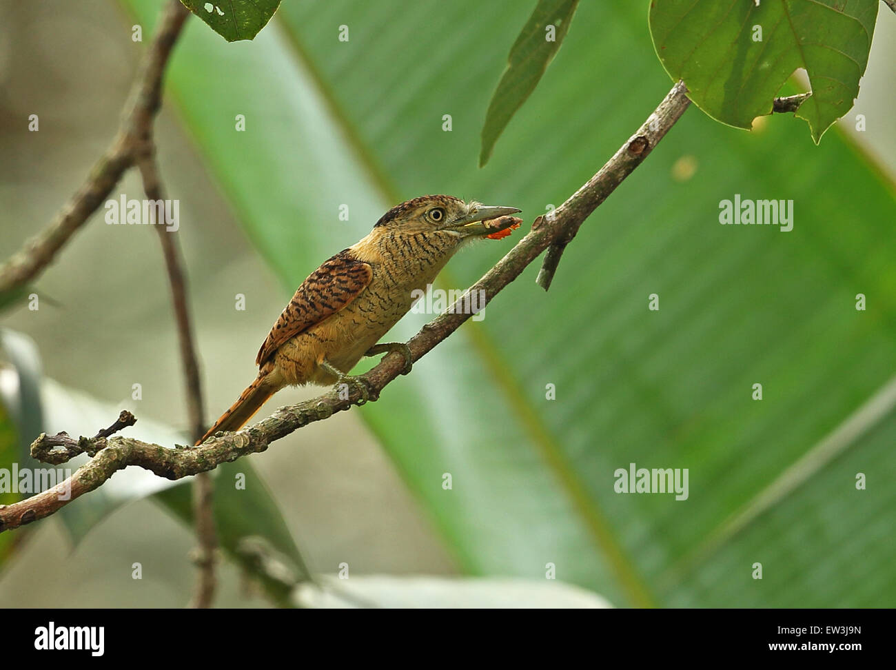 Barred Puffbird (Nystalus radiatus) adult, with leaf in beak, perched ...