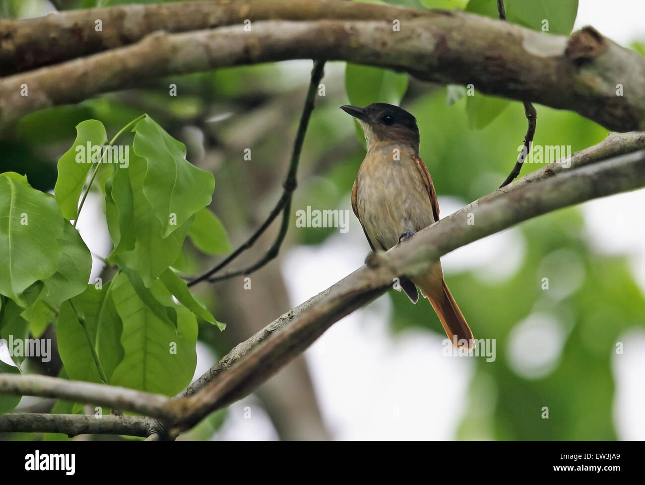 One-coloured Becard (Pachyramphus homochrous homochrous) adult female ...