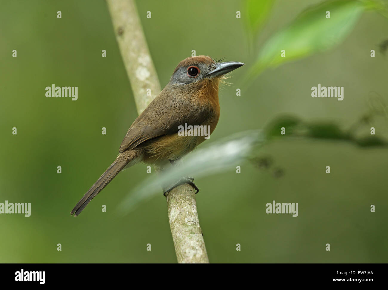 Grey cheeked nunlet nonnula frontalis hi-res stock photography and ...
