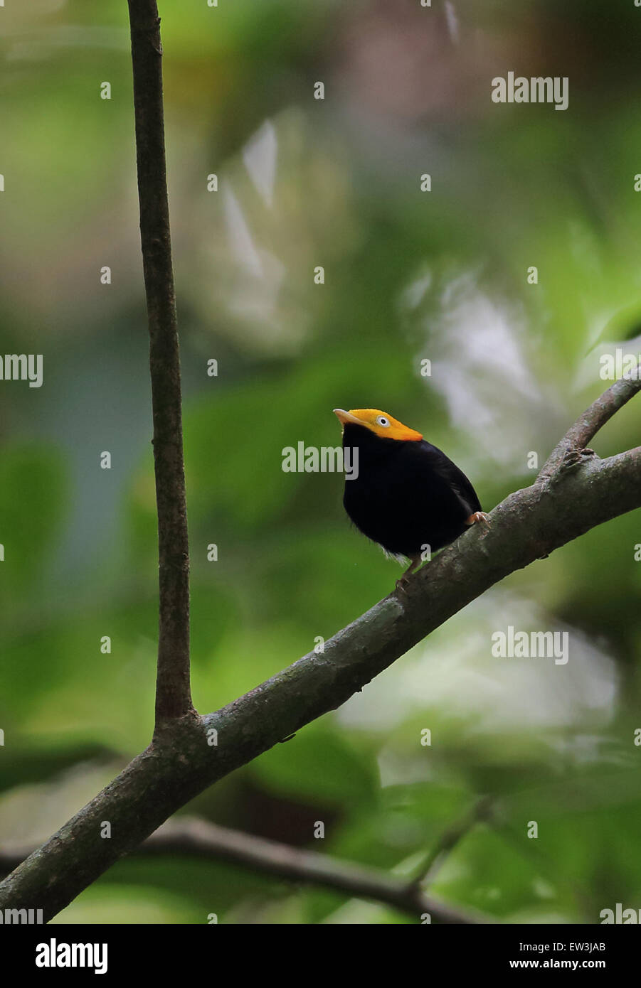 Golden headed manakin ceratopipra erythrocephala males hi-res stock ...