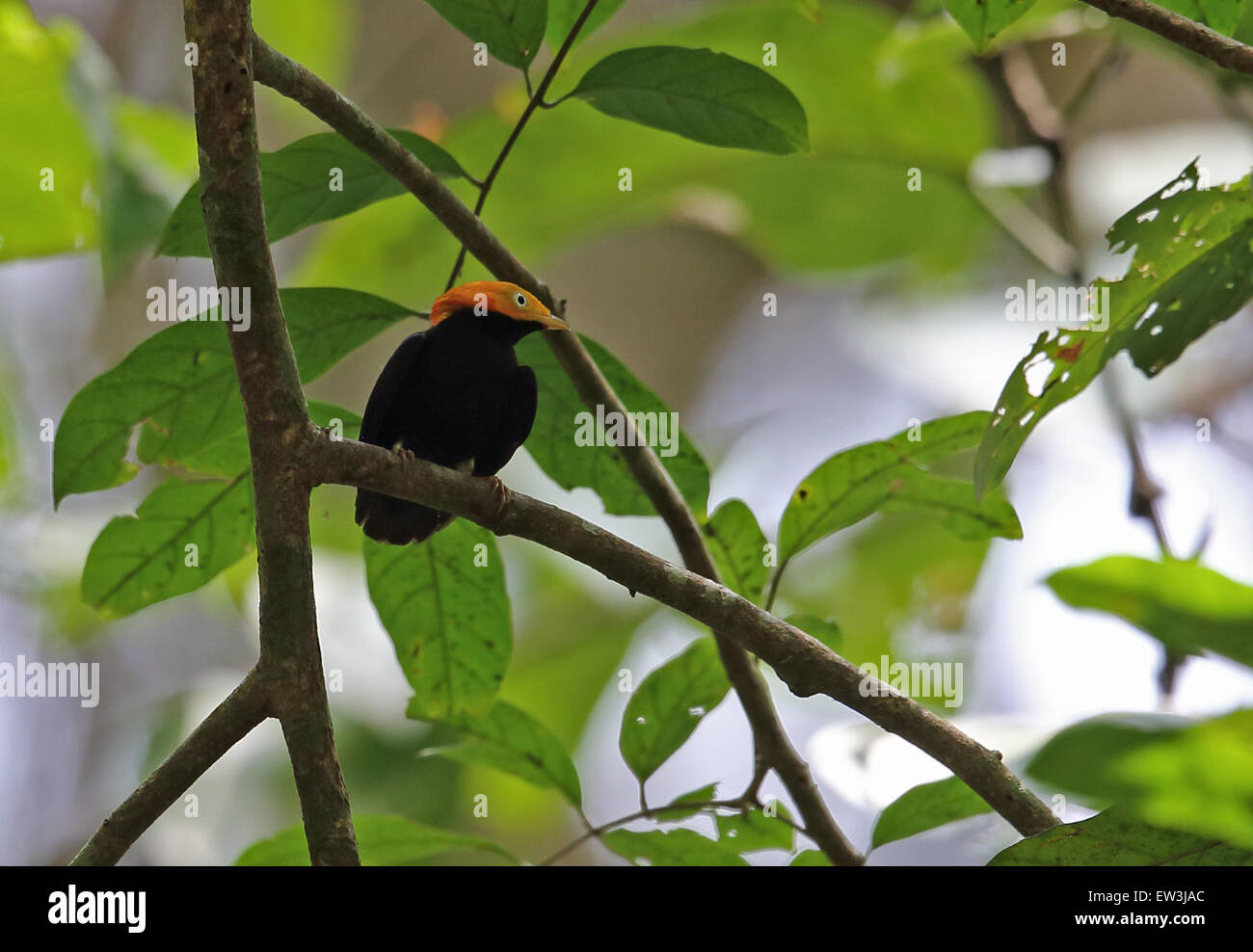Golden headed manakin ceratopipra erythrocephala males hi-res stock ...